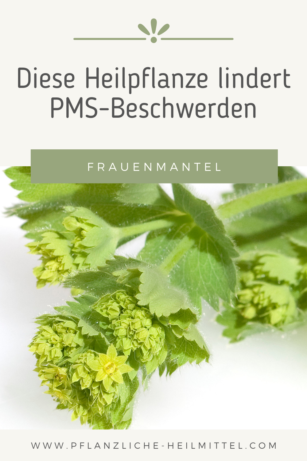 Frauenmantel gegen PMS (inkl. Tee-Rezept zum Selbermachen ...